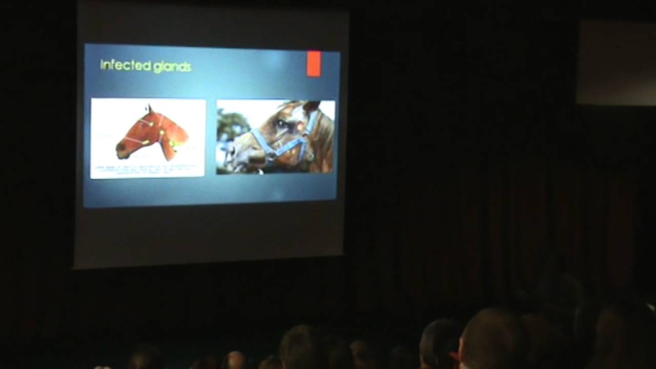 Pool House Equine Clinic Client Evening. Gil Riley talks about ...