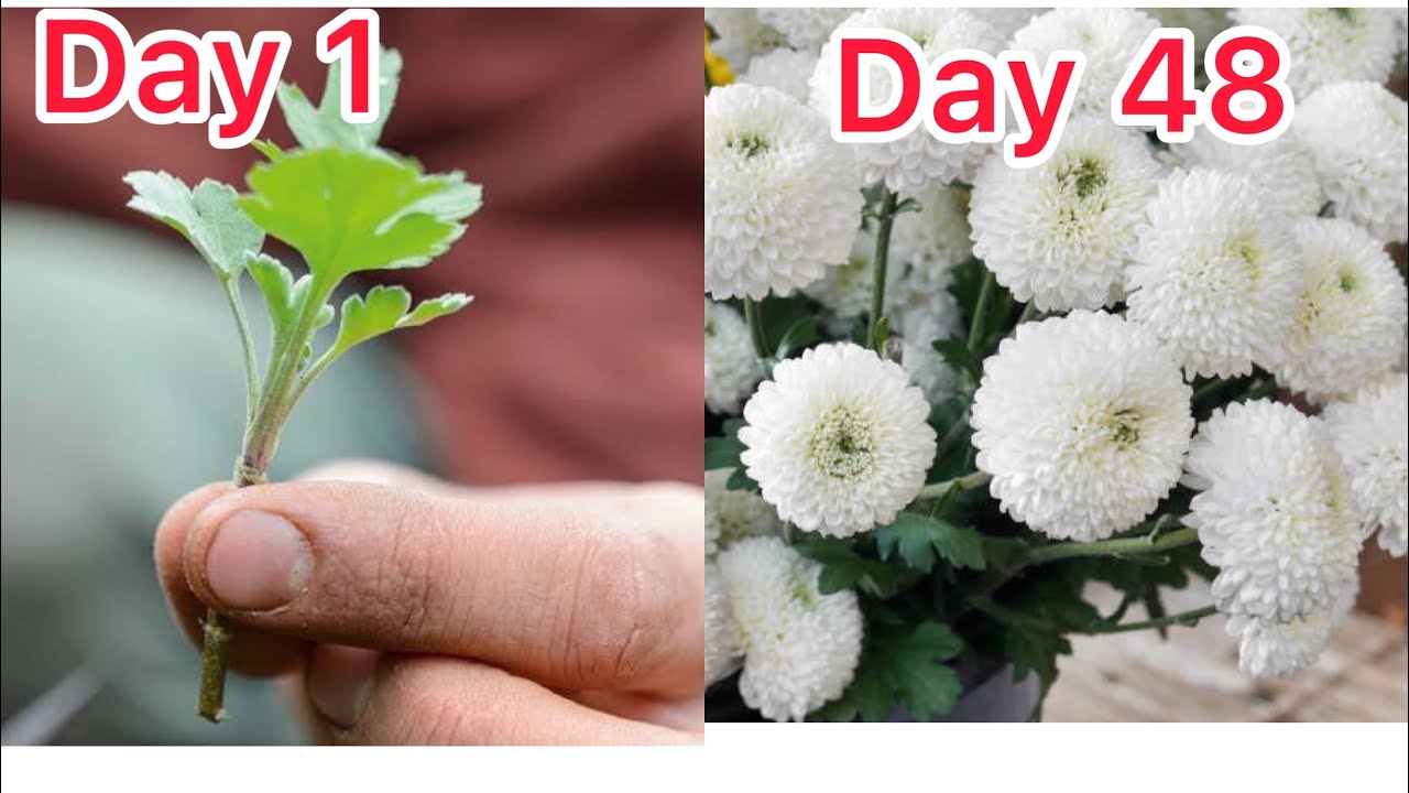 Chrysanthemum detailed propagation. All methods of gul e daodi ...