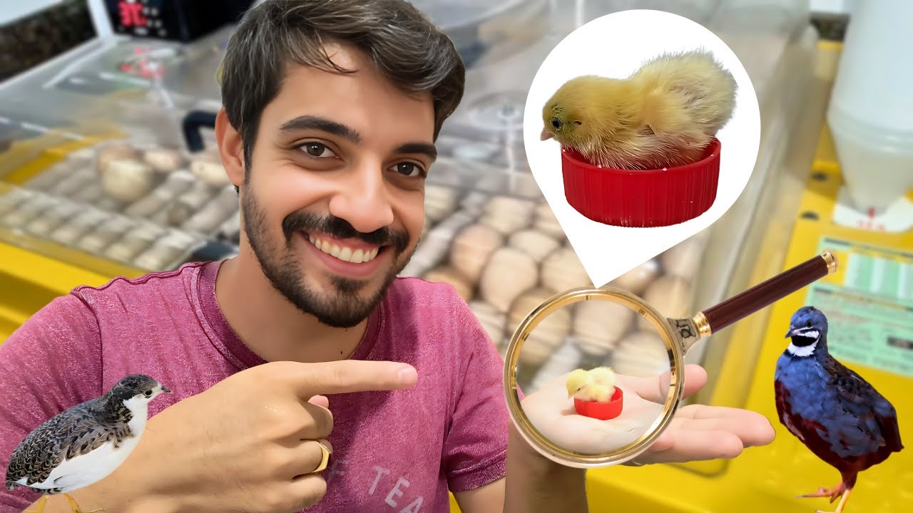 Codorna Chinesa: Nascimento do menor pintinho do mundo - YouTube