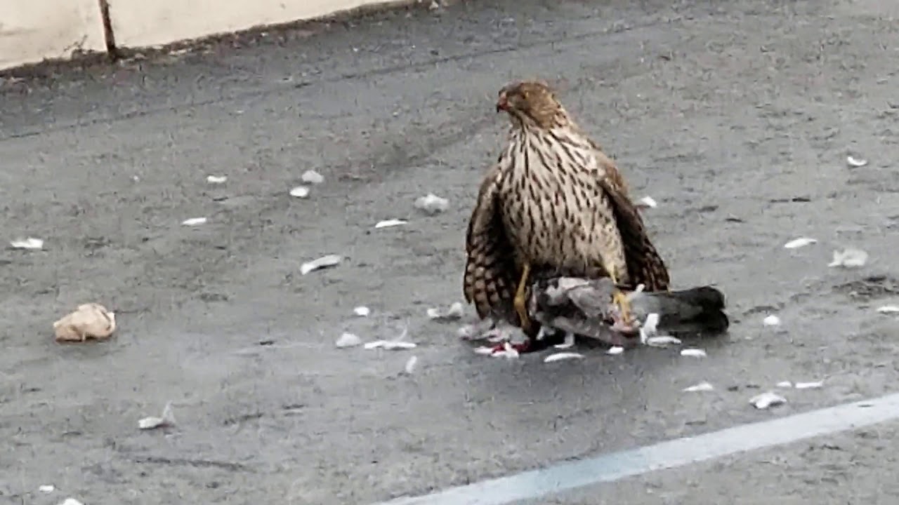 Hawk VS. Pigeon Assasination - YouTube