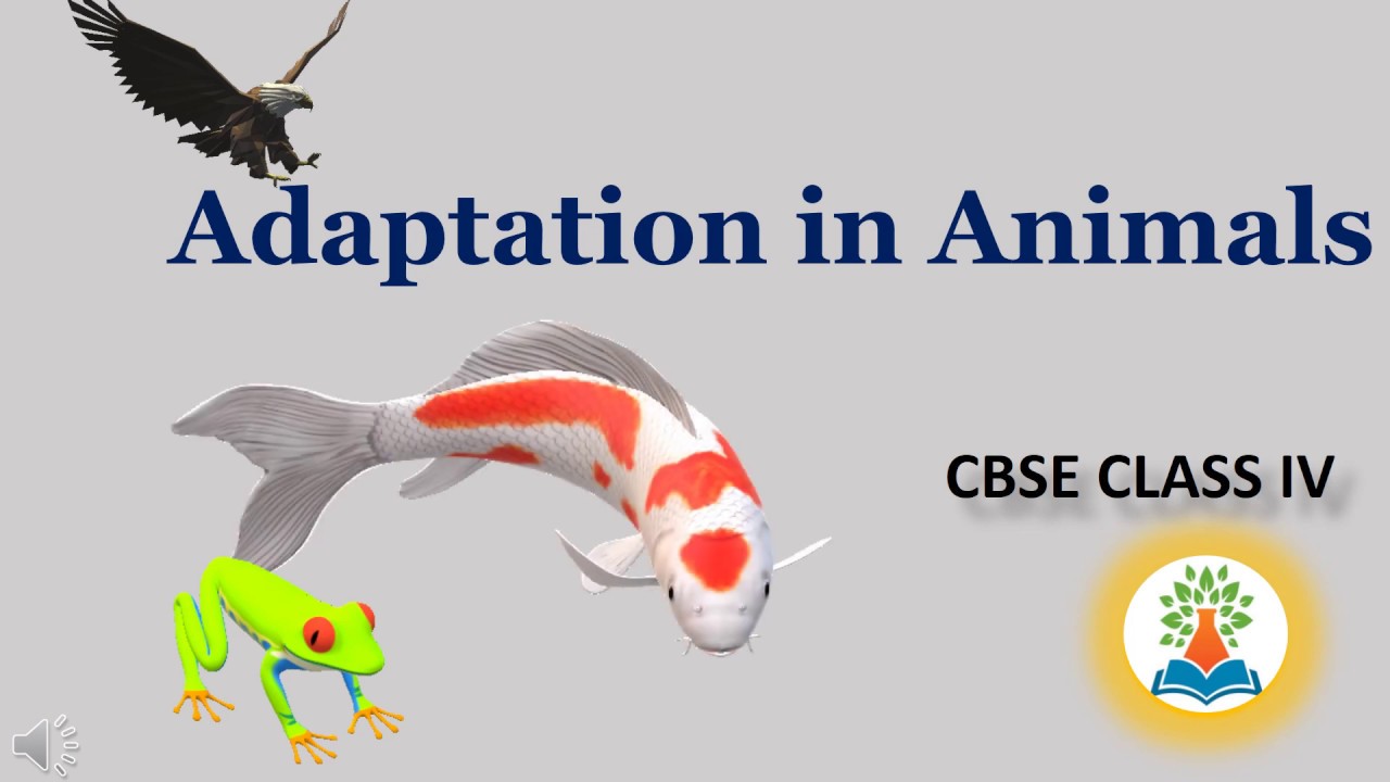 CBSE |NCERT|CLASS IV | Science | Adaptation in Animals - YouTube