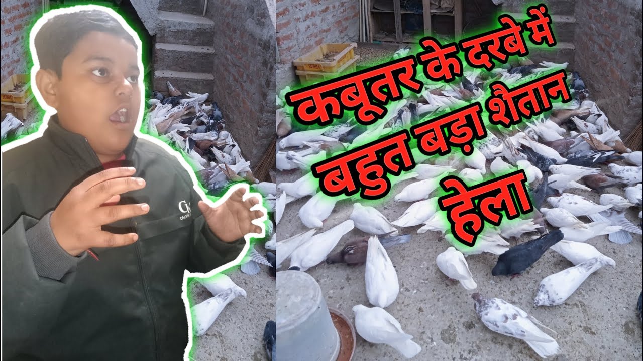 Kabutar ka 🕊️ sabse bada dusman ko pakda 😱 || #vlog #video #viral # ...