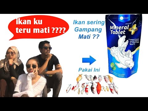 tips memelihara ikan koi dengan mineral tablet plus - YouTube