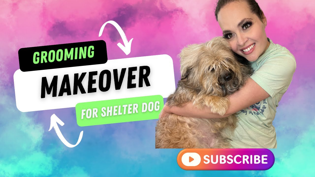 Free Groom for Matted Shelter Dog from the Humane Society of North ...