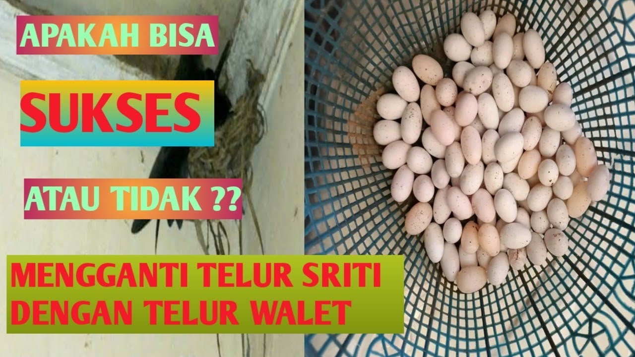 MENGGANTI TELUR SRITI DENGAN TELUR WALET APAKAH BISA BERHASIL?? - YouTube