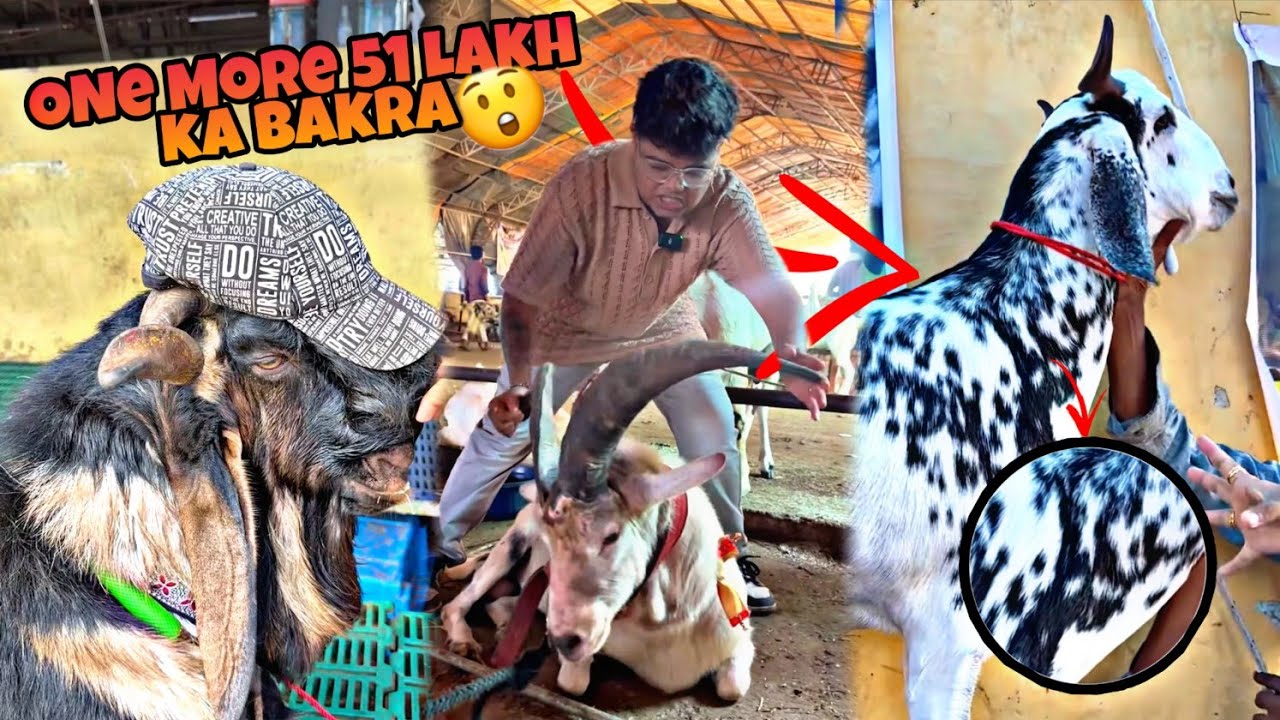 One More 51 Lakh Ka Bakra In World Biggest Bakra Mandi 😱🔥|Kanda Lovers| - YouTube