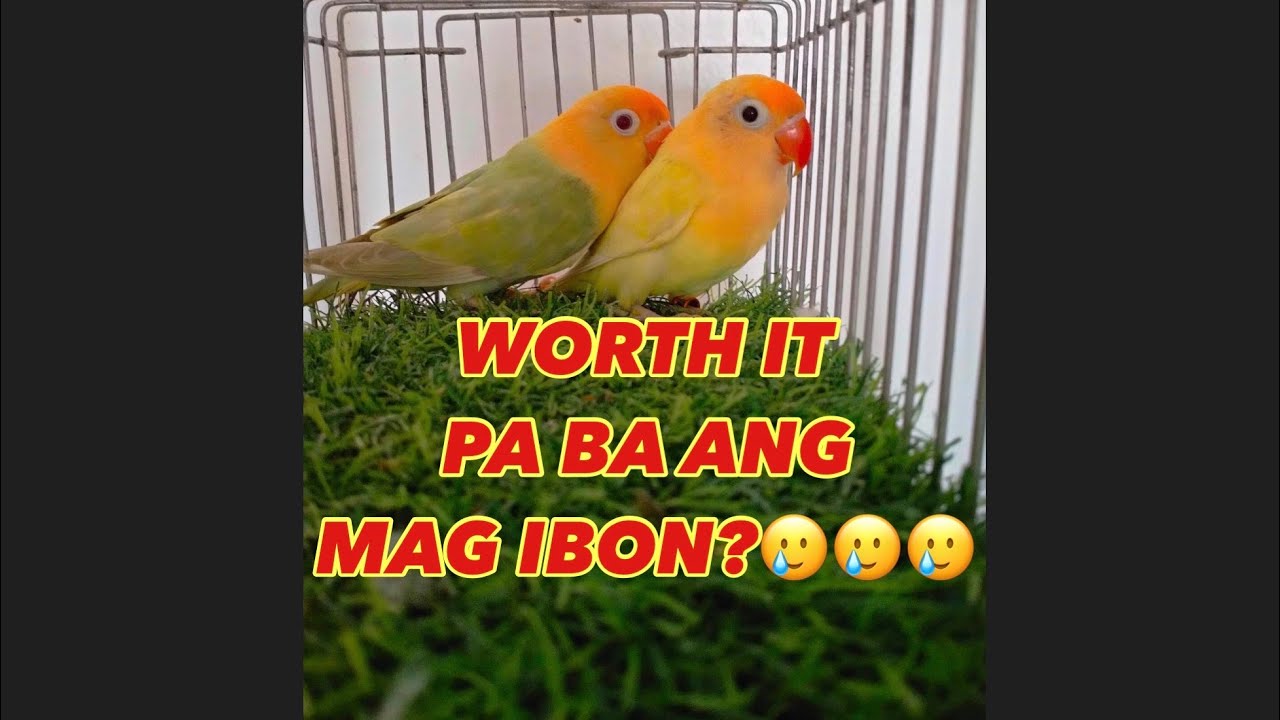 Worth It Pa Ba Ang Mag Ibon? Maganda Pa Ba Sa Panahon Ngayon? - YouTube