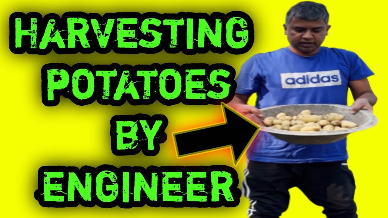 Harvesting Potatoes by engineer , Praveen Connection - YouTube