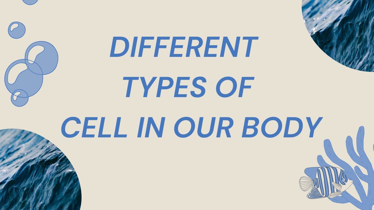 DIFFERENT TYPES OF CELL IN OUR BODY || - YouTube