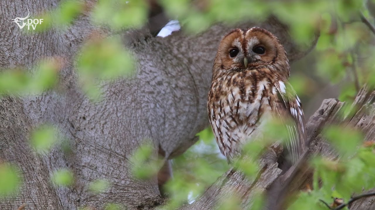 Natugle - få et et sjældent syn af vores mest almindelige ugle - YouTube
