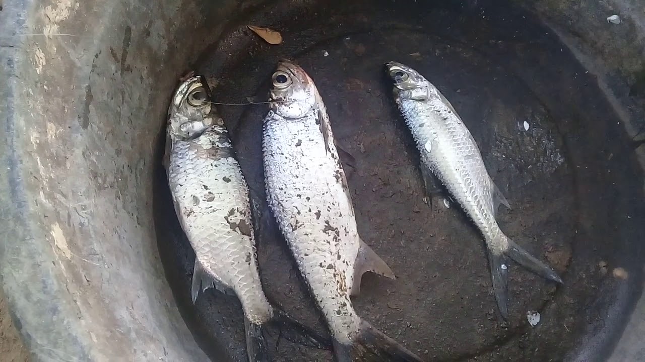 tommy mancing ikan bulan bulan dapat 3 ekor cuyyy - YouTube