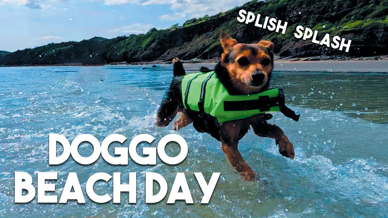 A Day At The Beach | Doggo Edition - YouTube