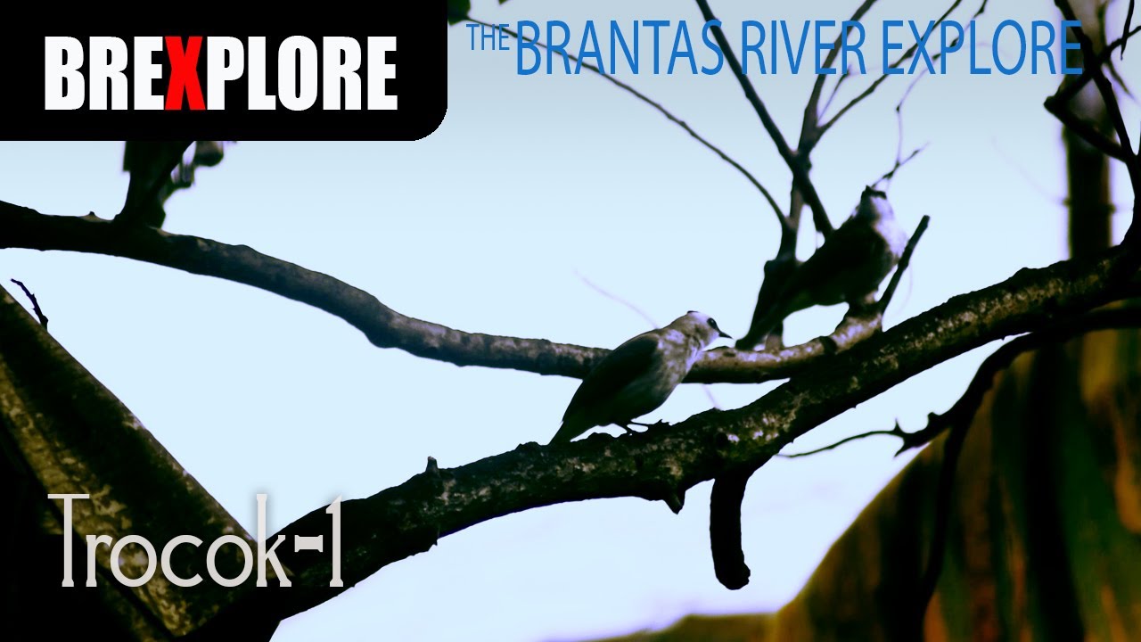Burung Trocok-1 I Brantas River Explore - YouTube