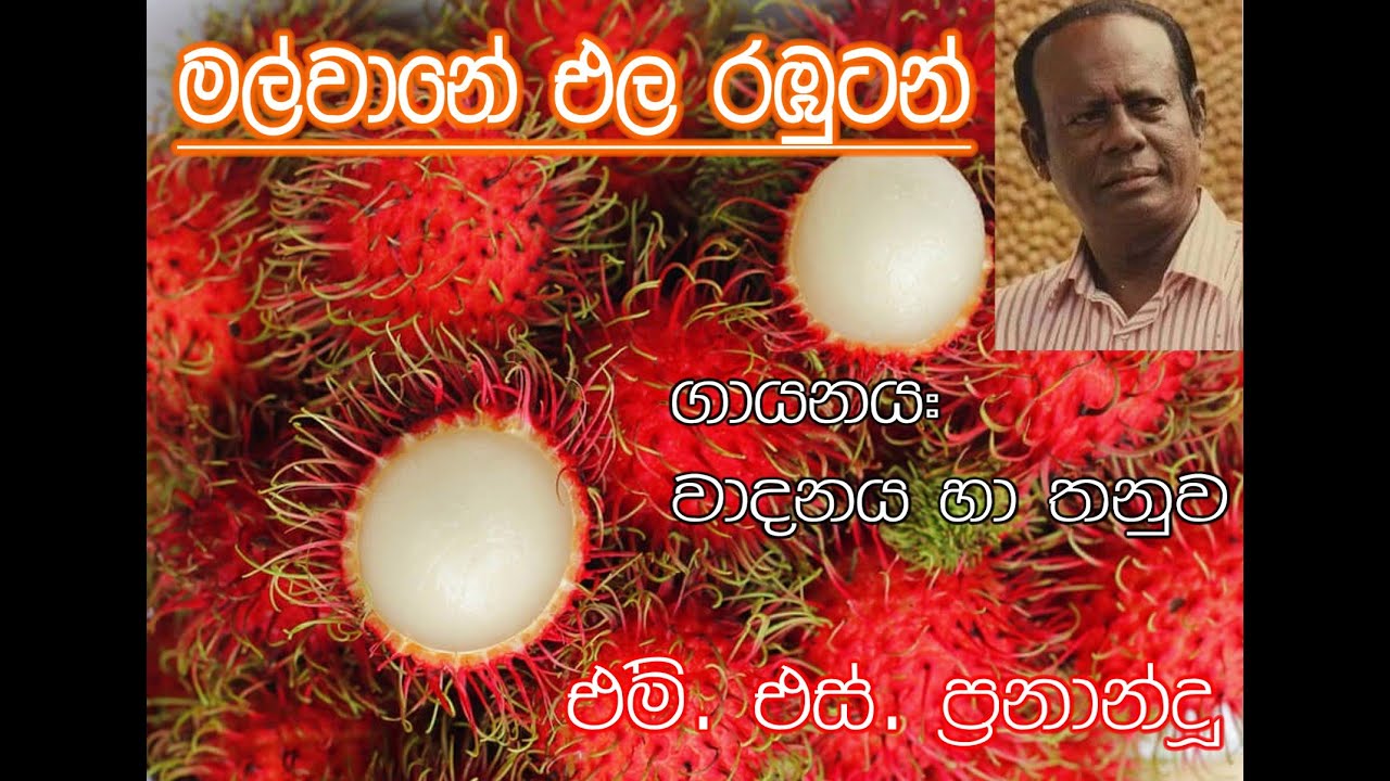 Malwane Ela Rambutan - M S Fernando (Sinhala song EP Record) vinyl.lk ...