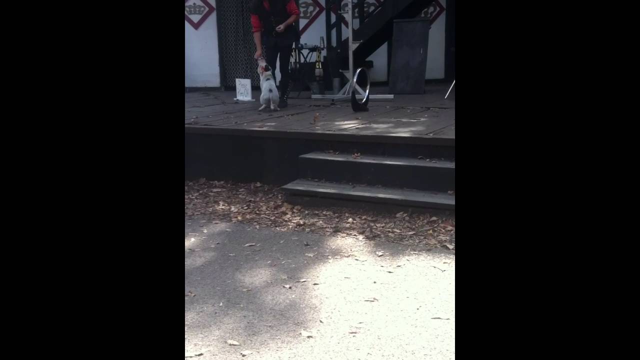 Snorkel the Stunt Pig - YouTube