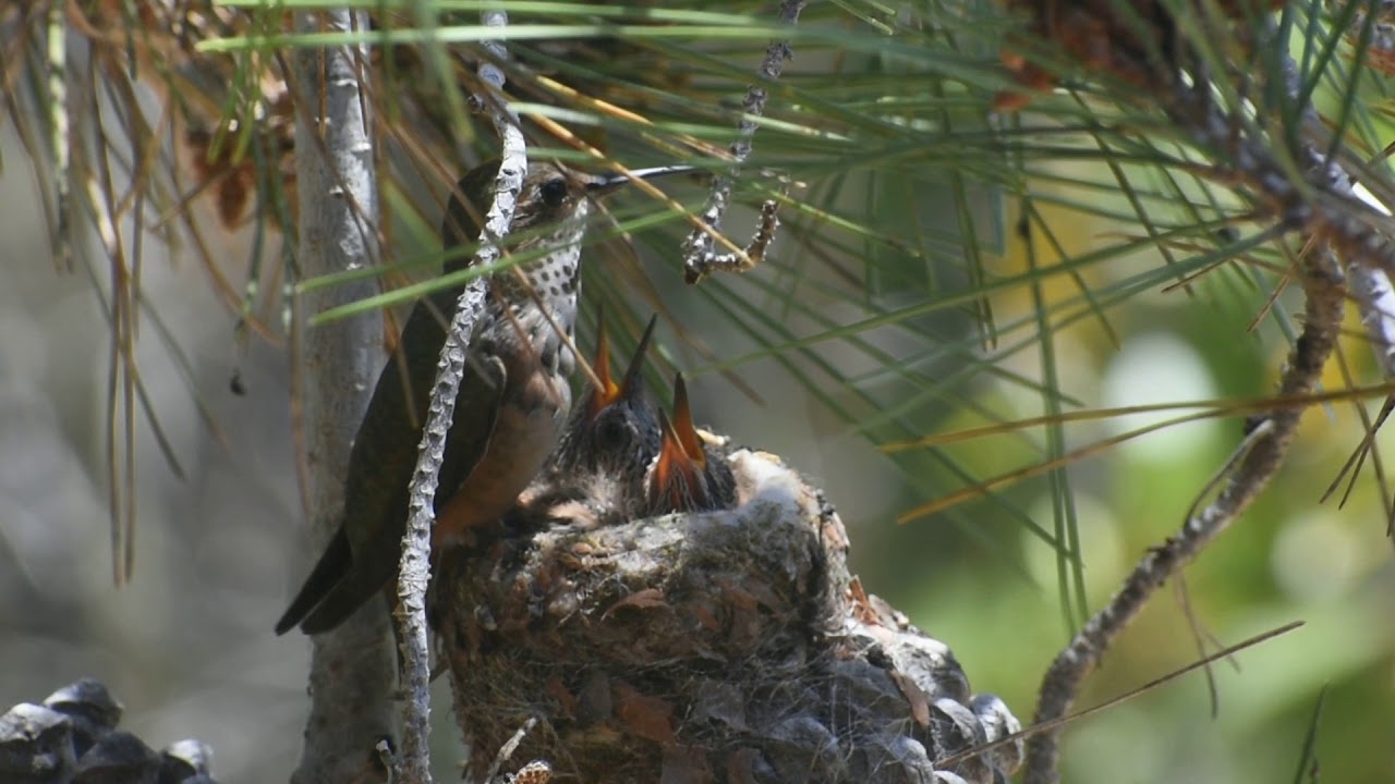 Hummingbird Ground School - YouTube