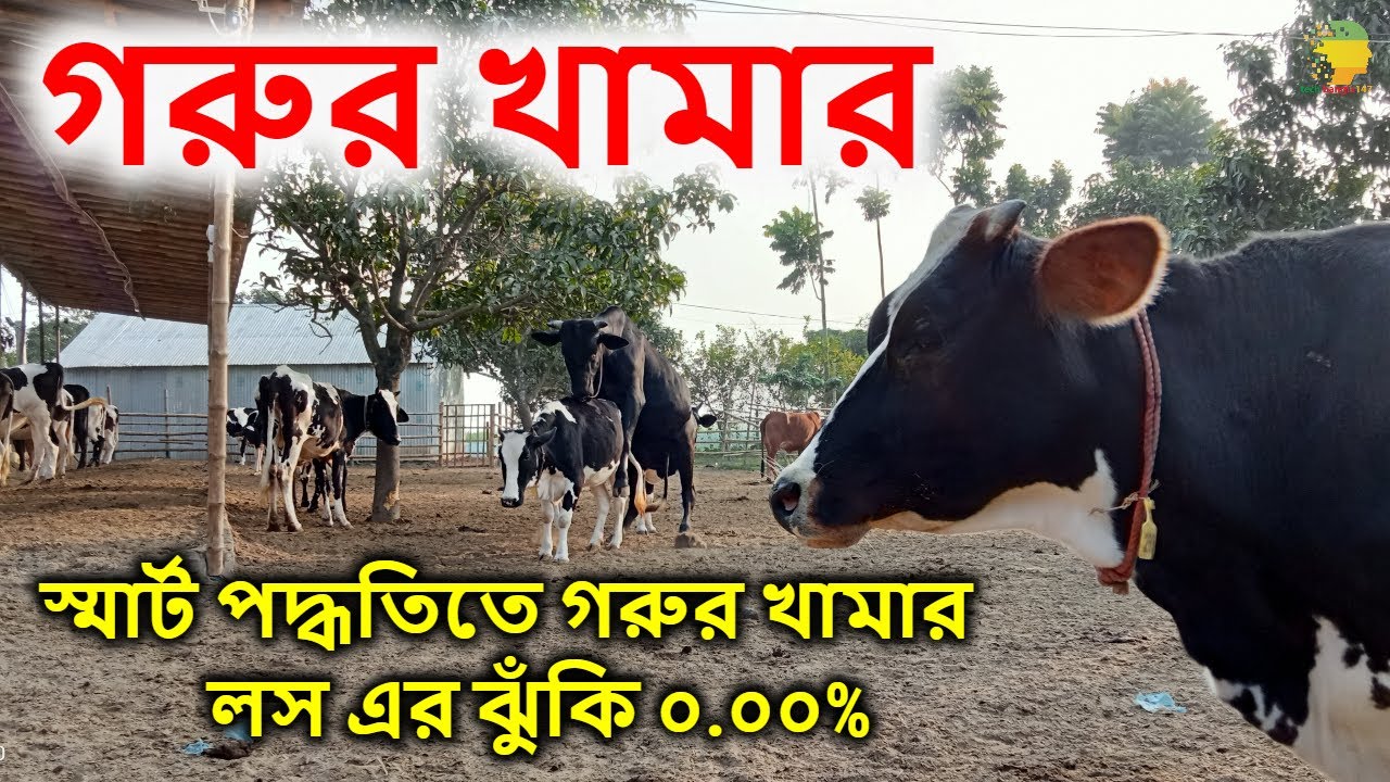 স্মার্ট পদ্ধতিতে গরুর খামার, লস এর কোন সম্ভাবনায় নাই Smart method ...