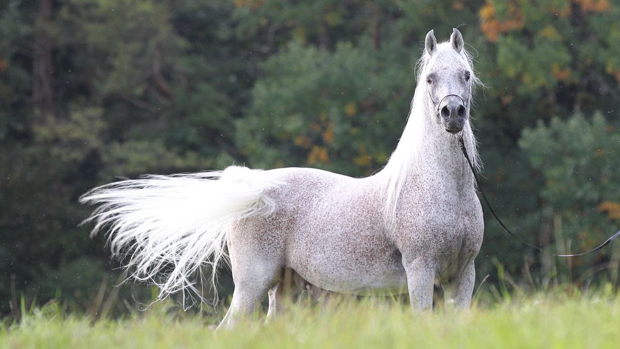 DF Malik Jamil by NK Hafid Jamil x Amouva by Maysoun - YouTube