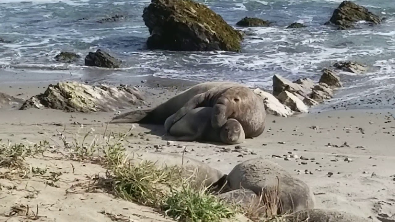 Mating YouTube mating-youtube
