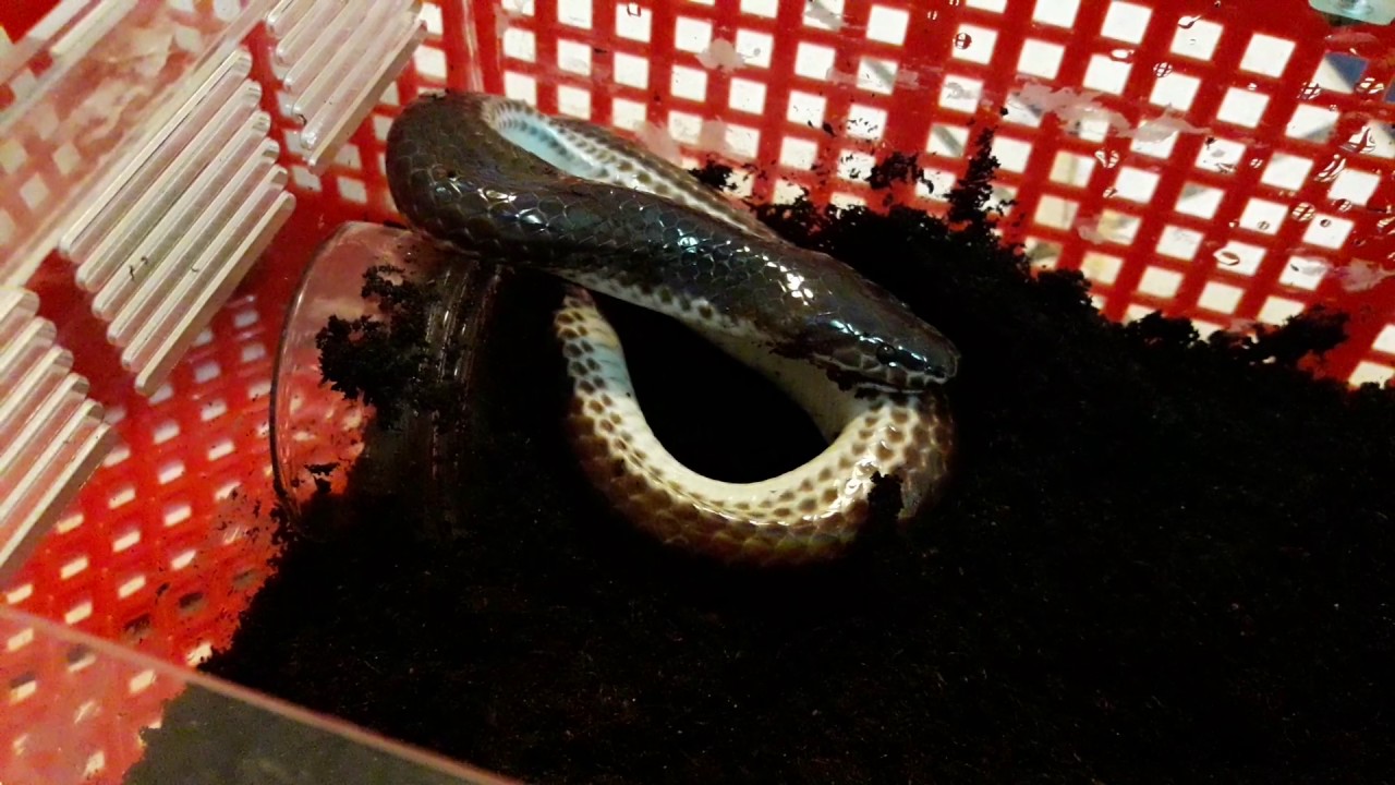 Xenopeltis Unicolor(sun beam snake) eating rat - YouTube