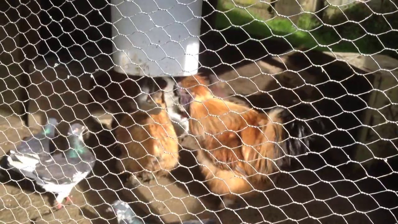 Rooster gives food to the chooks - YouTube