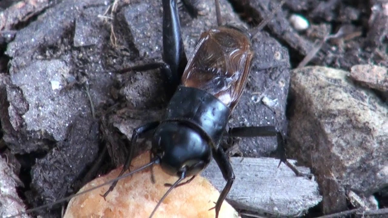 Five legged hopalongs: leaffooted bug and crickets - YouTube