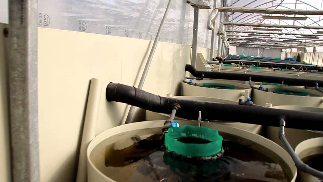 HEJA visits Phoenix Tropical Fish Farm - Israel - YouTube