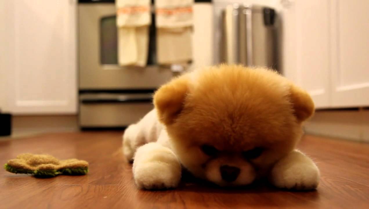 Pomeranskij shpic - YouTube