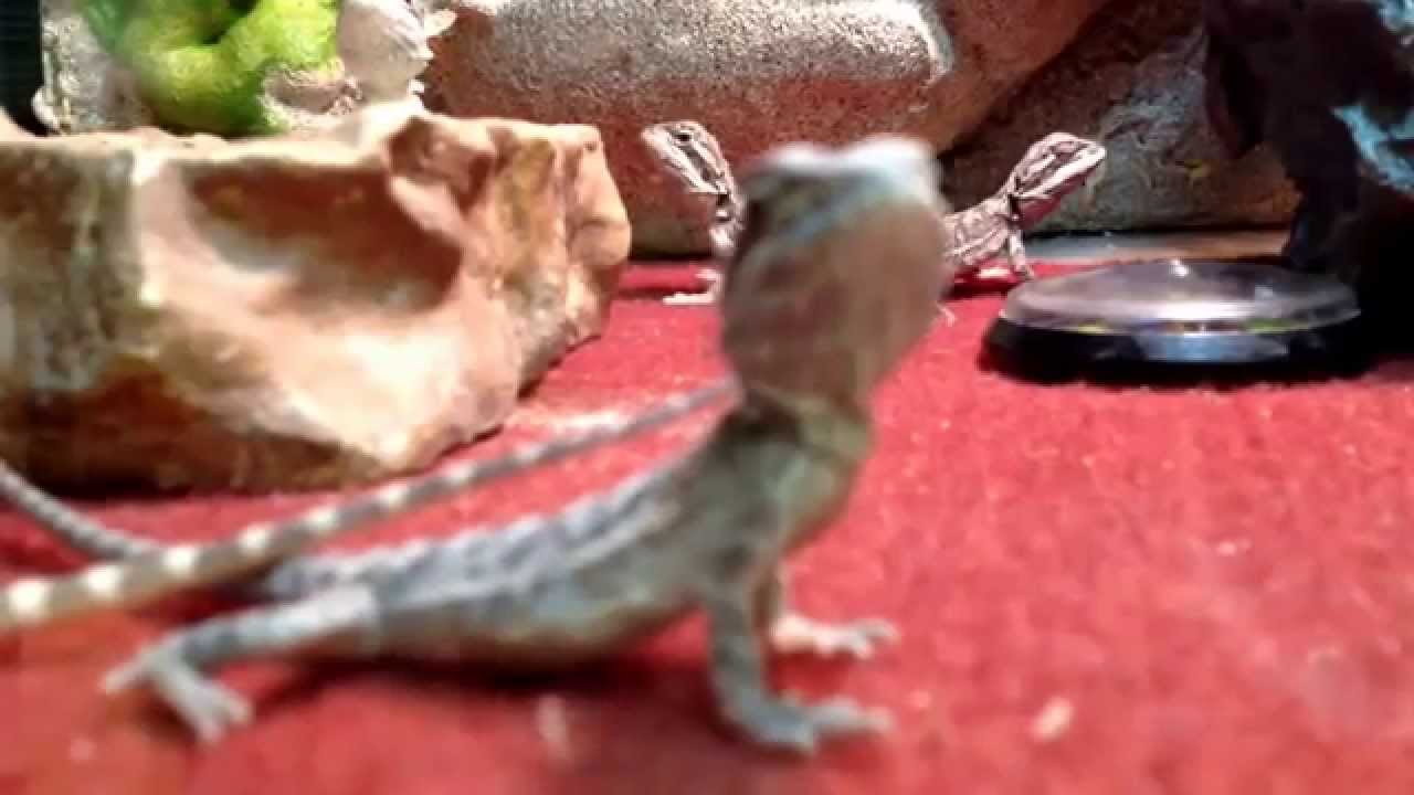 Baby bearded dragons hatch! - YouTube