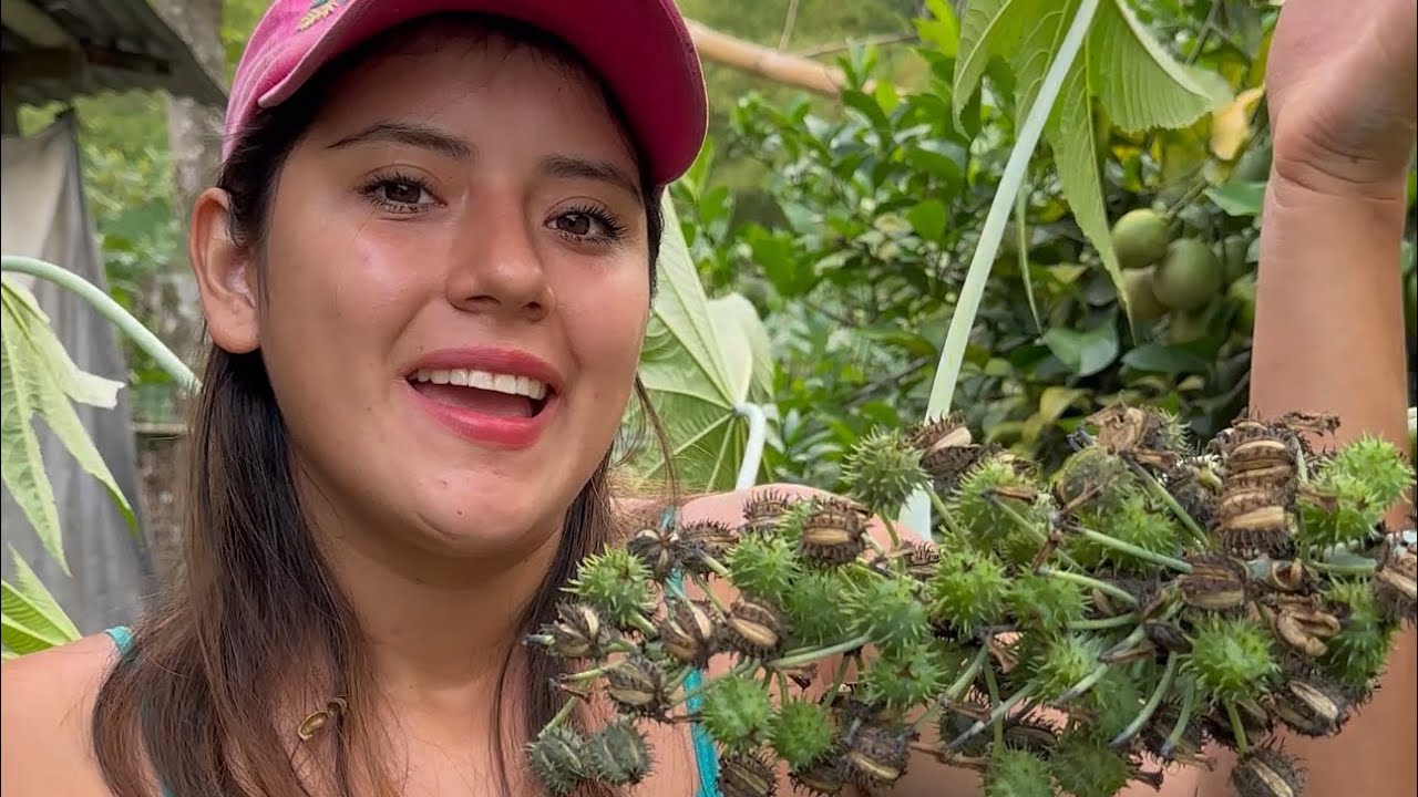 Así de fácil es hacer el Aceite de Resino ~ Saida ZC ~ 💚 - YouTube