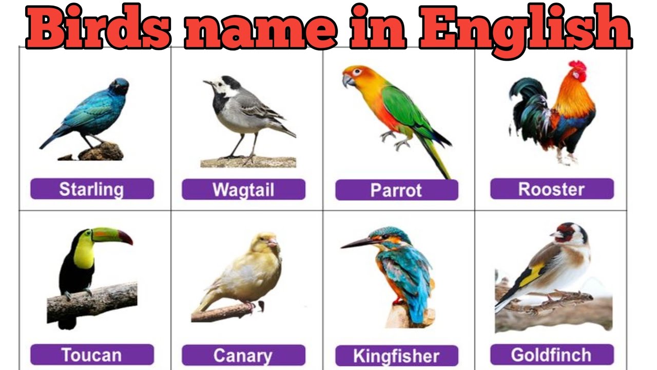 Birds name in english and hindi || Birds name || birds ka naam || birds ...