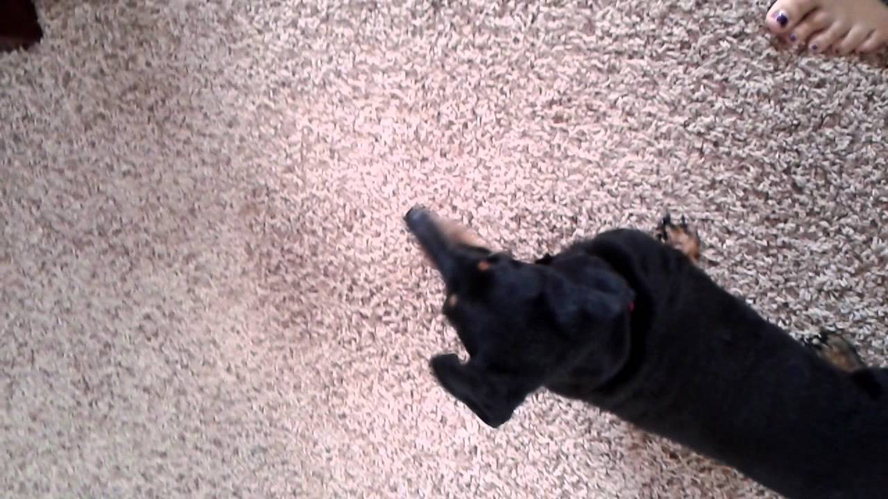 The Sad Weiner dog - YouTube