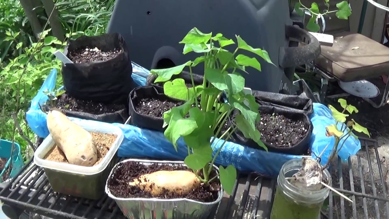 The best way to start & root sweet potatoes (slips) - YouTube