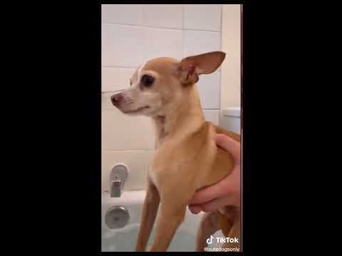 funny doggo - YouTube