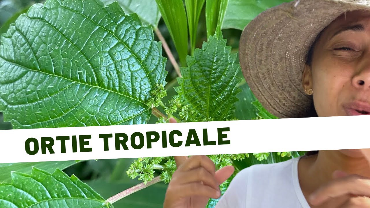 🌱Tout savoir sur l'ortie tropicale : Cultivation, récolte et ...