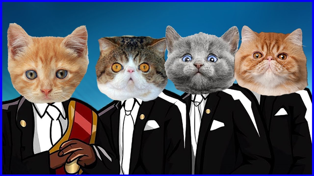🐱 Funny Cat goes in for sports - Coffin Dance Song (COVER) - Cats USA ...
