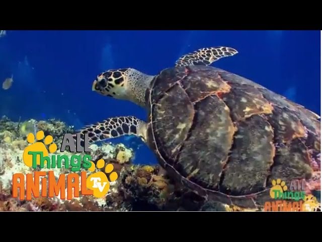 Learn All About Sea Turtles - For Ki…: English ESL video lessons