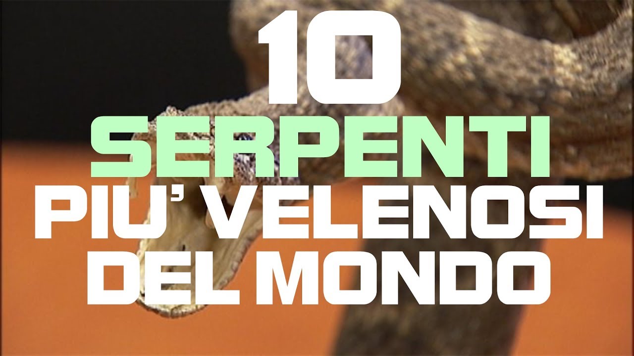TOP 10 - Serpenti più velenosi del MONDO! - YouTube TOP 10 - Serpenti più velenosi del MONDO! - YouTube