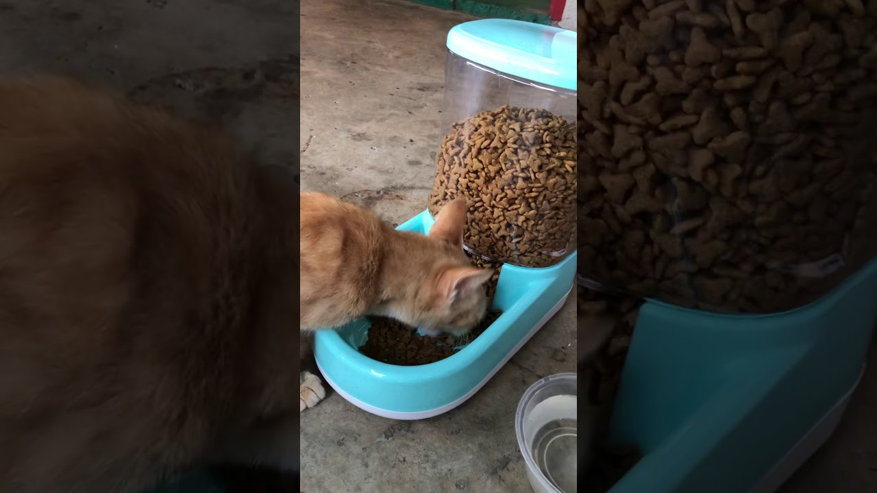 Kucing PKPB kurus kering tak dapat BPN 2020 - YouTube