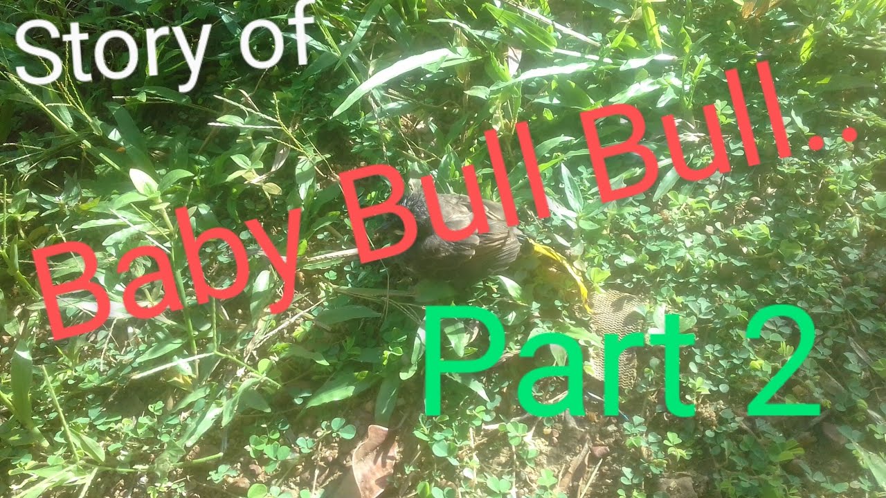 Story of Baby Bull Bull.. Part 2 - YouTube