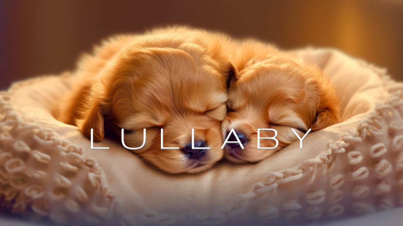 Lullaby - Soothing Music to Relax Your Dog - Music to Calm Your Dog and ...