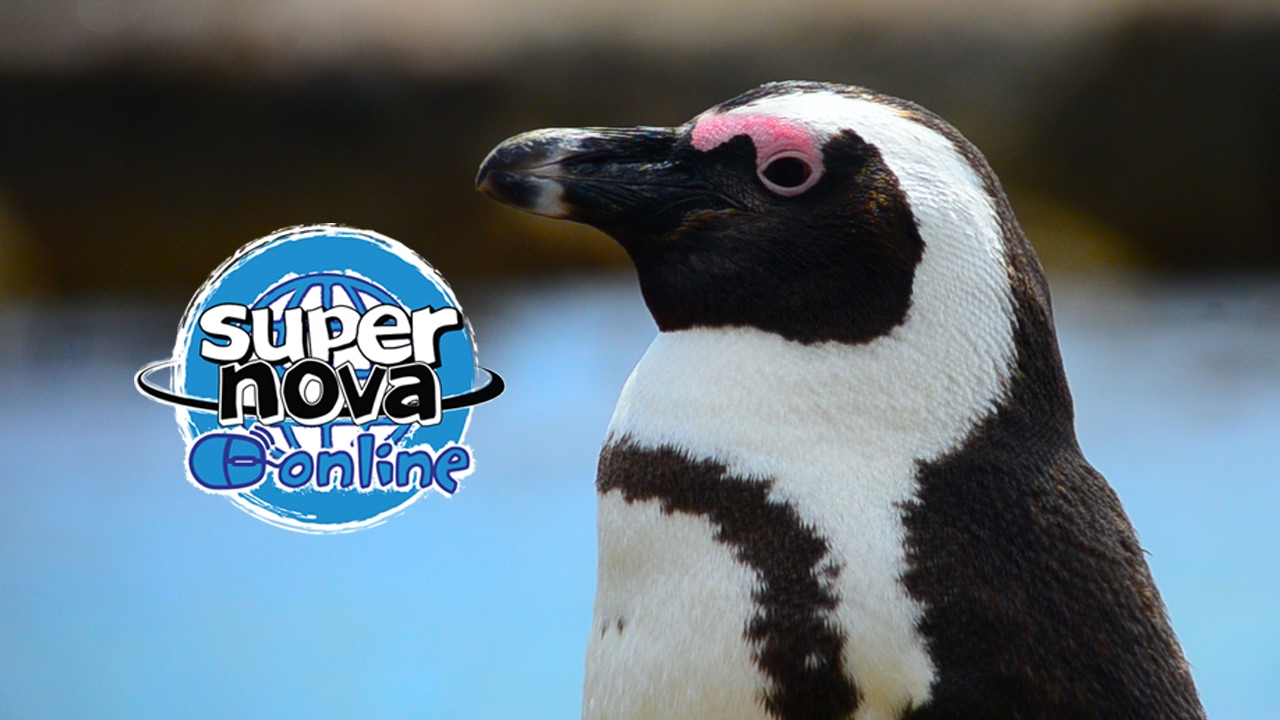 The African Penguin A Supernova Mini Documentary YouTube the-african-penguin-a-supernova-mini-documentary-youtube