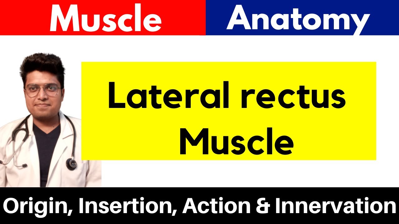Lateral Rectus Muscle | Origin, Insertion, Action & Innervation ...