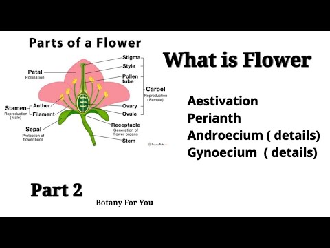 What is Flower part 2 | Aestivation, Perianth, Androecium (details) And gynoecium ( details ...