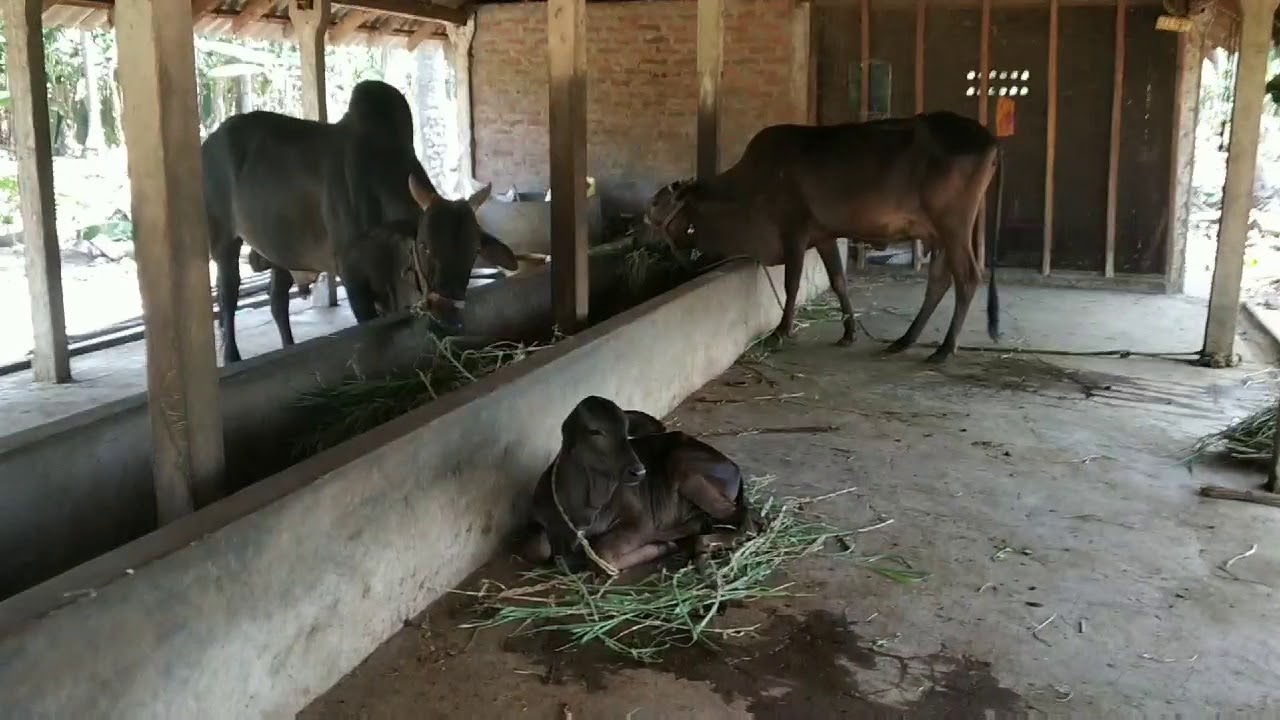 Kapila Cows and Bull - YouTube