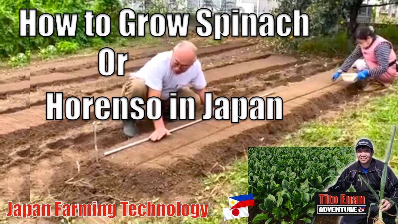 HOW TO GROW SPINACH OR HORENSO IN JAPAN - YouTube