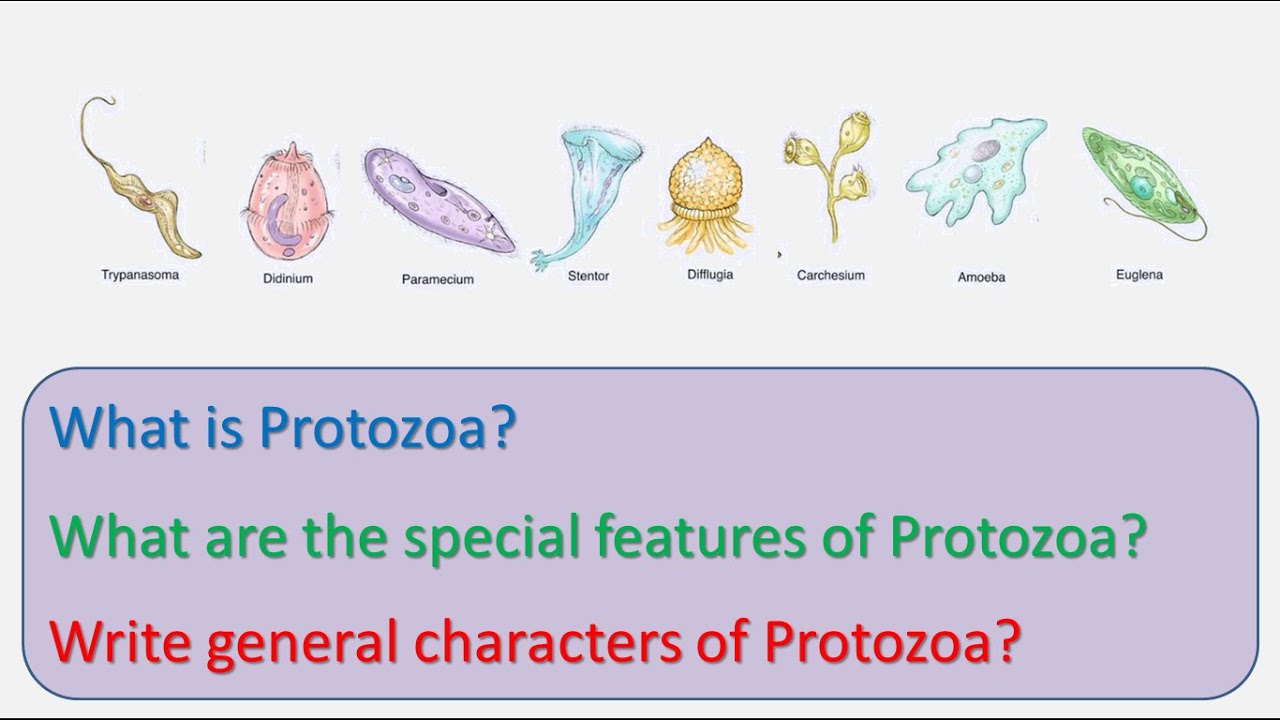 Types Of Protozoa