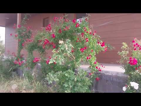 diyarbakır kent ormanı piknik ve gezi alanı ailecek güzel bir gün havva manzara çok güzel