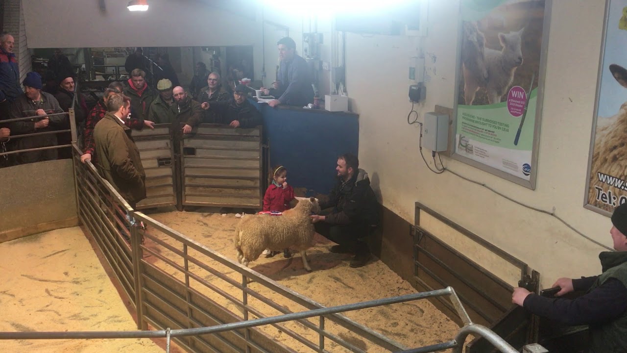 Champion Young Handler at Lancaster Auction Mart - YouTube