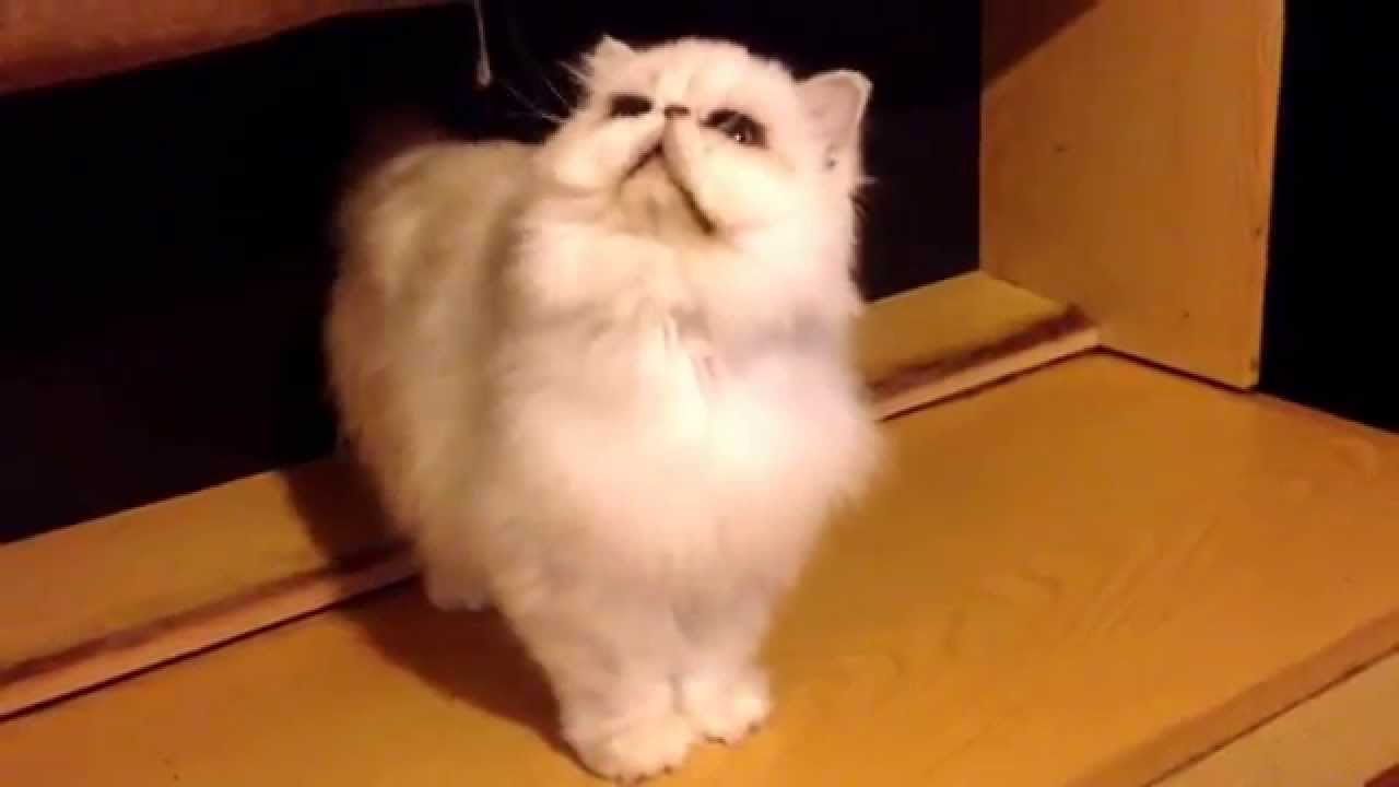 Sardinian cats Prince jacko - YouTube